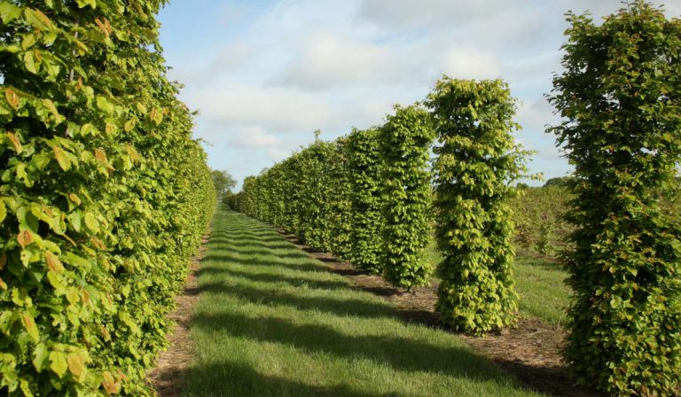 Instant Hedges | Hedge Rentals | Hedge Mazes | Hedgeforce