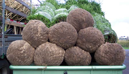 Hire a hedge - the perfect temporary addition to your event | Hedgeforce