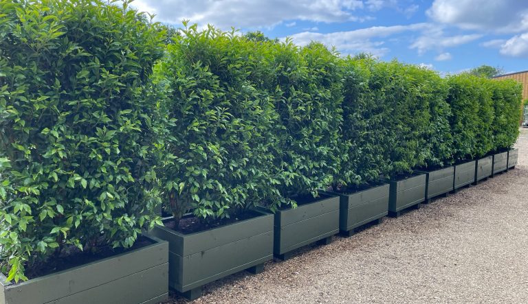 Instant Hedges | Hedge Rentals | Hedge Mazes | Hedgeforce