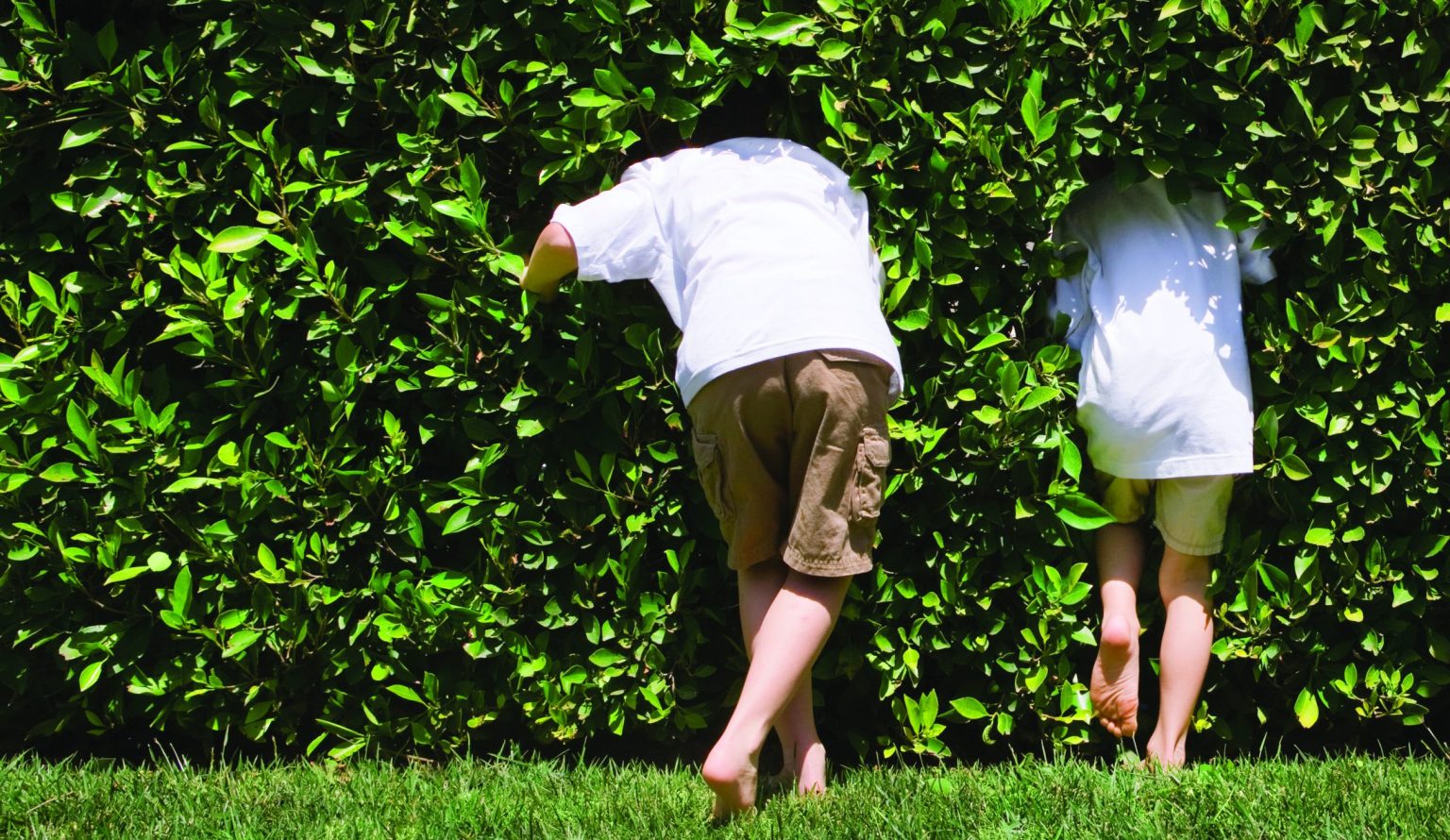 Maze Inspiration | Hedgeforce